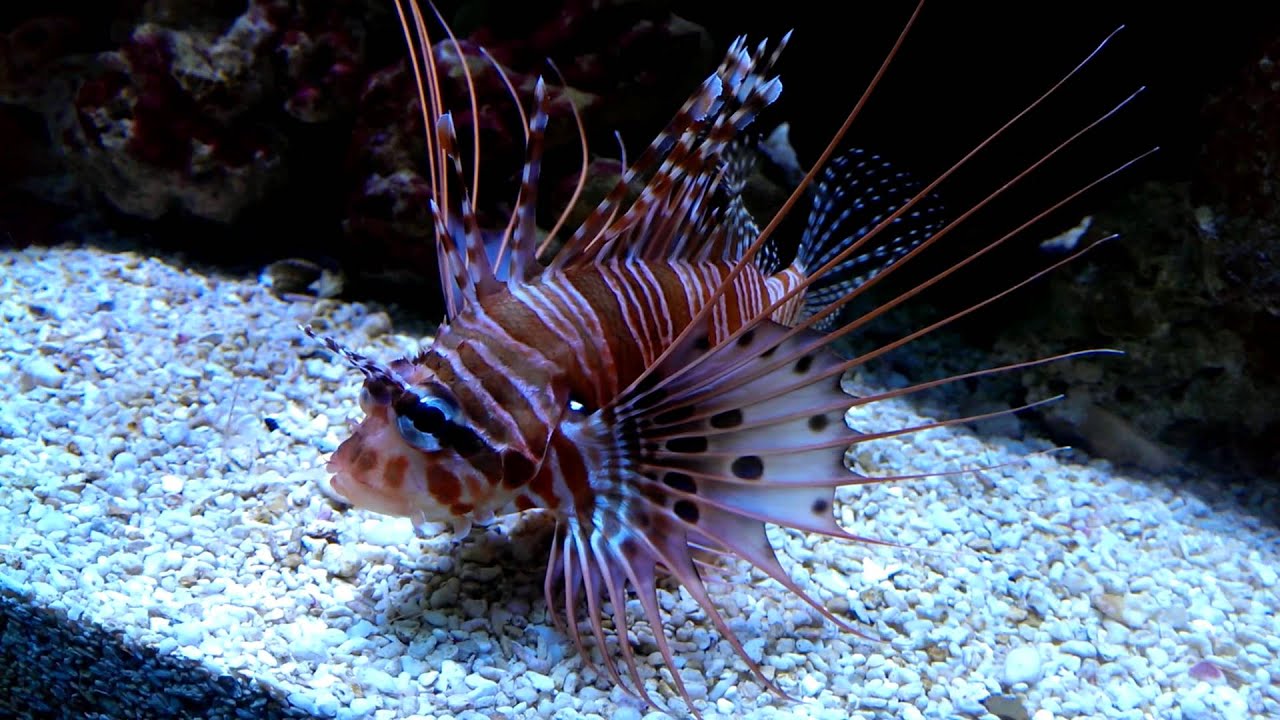 Lion fish at Seattle aquarium hd 1080p HTC one - YouTube