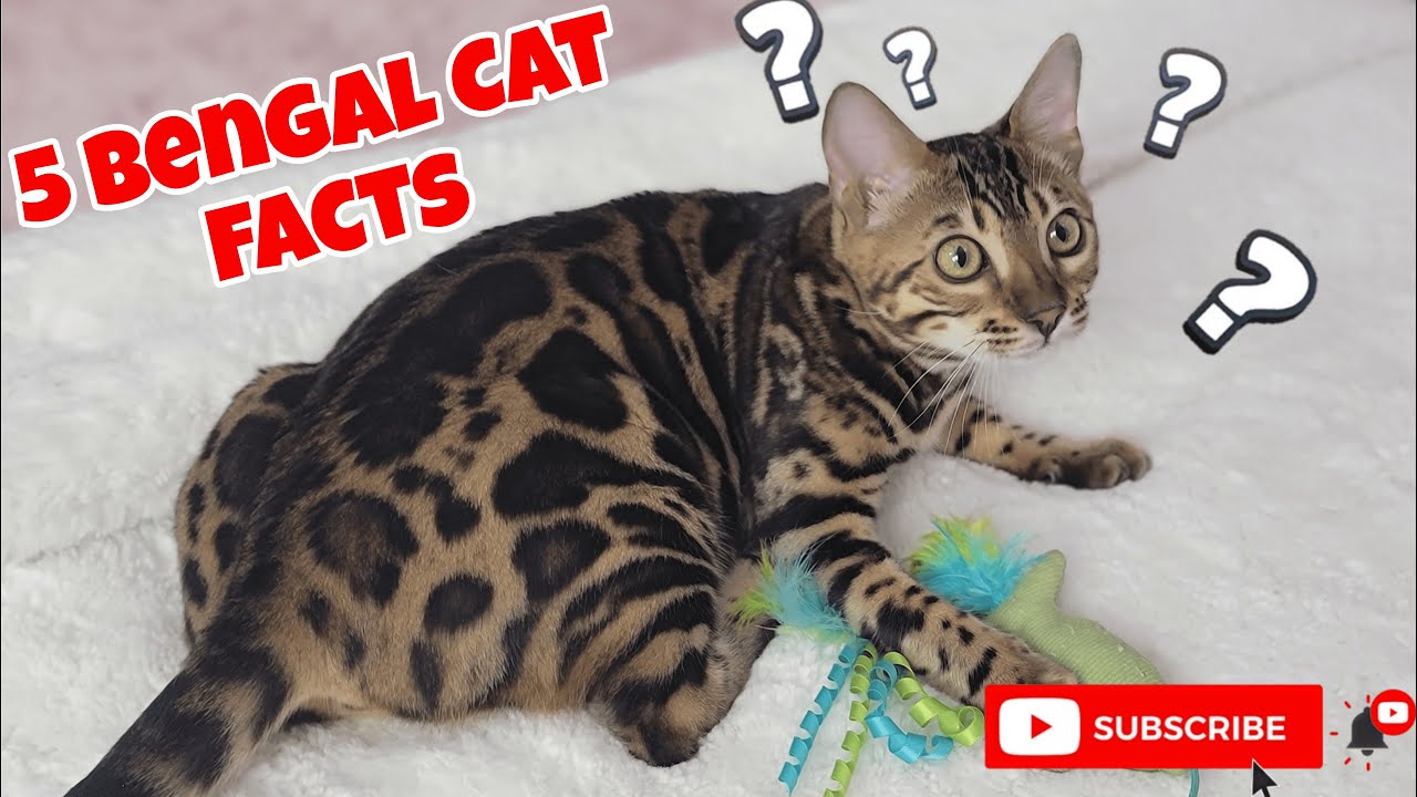 5 Facts About Bengal Cats that YOU did NOT know! | Interesting facts ...