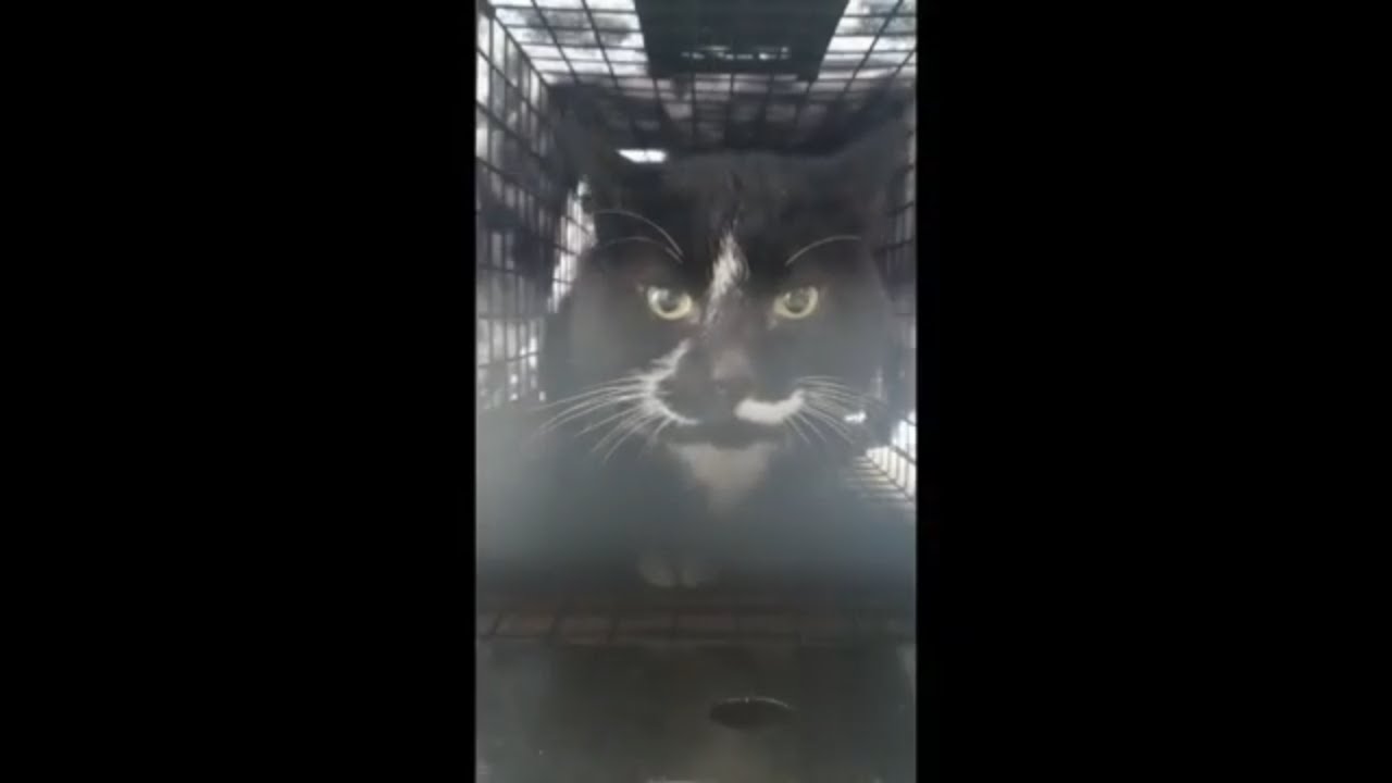 Poorly stray cat off to the vets tomorrow - YouTube