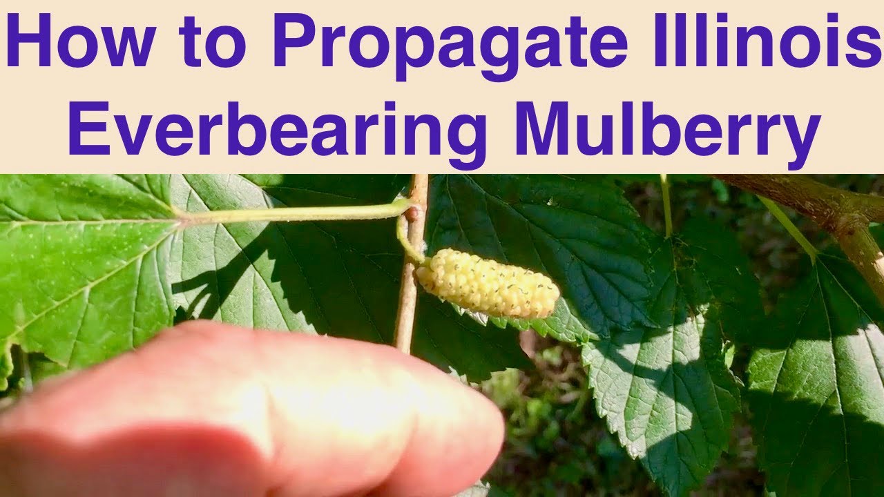 How To Propagate Mulberry Tree Hot Sale | www.valleyglass.com