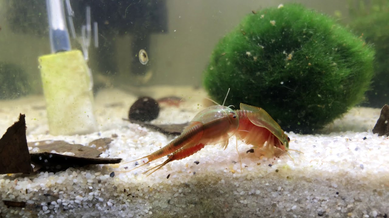 Triops Gonochoric - YouTube