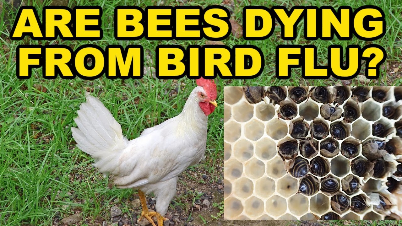 Beekeeping | Are Honey Bees Dying From Bird Flu? - YouTube