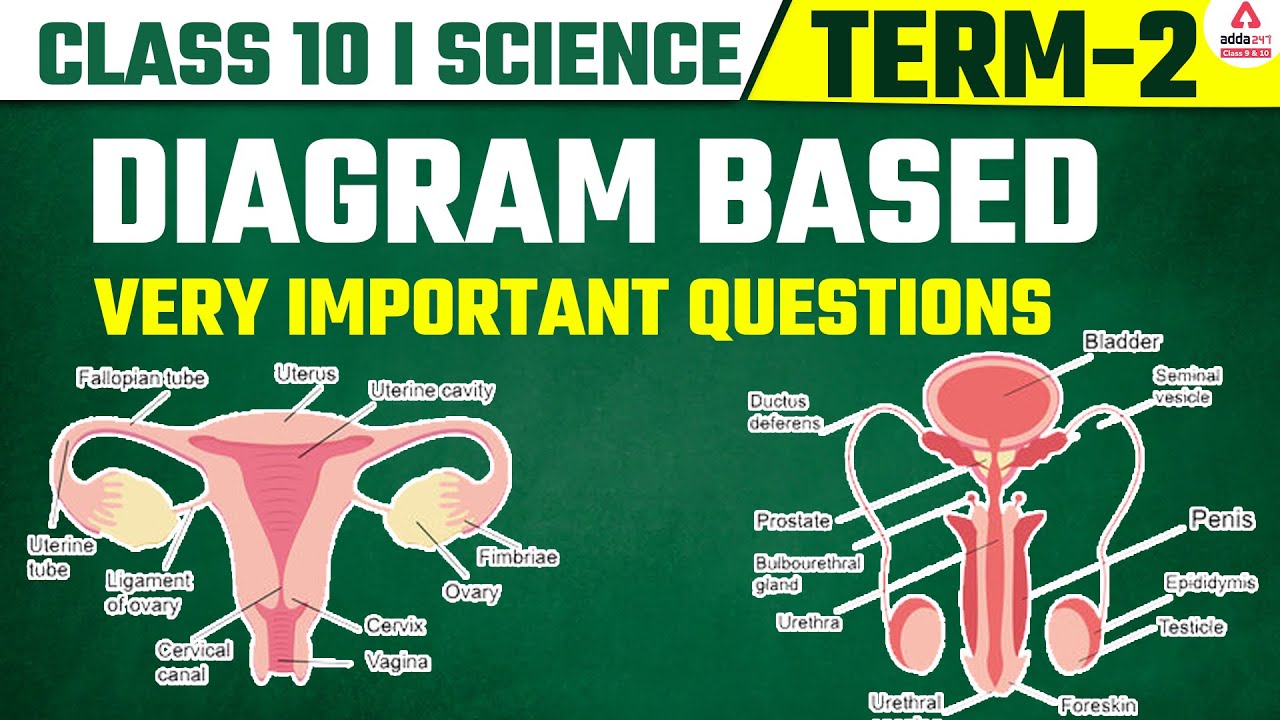 Term 2 Exam | Class 10 Science Important Diagrams | Diagram Based ...