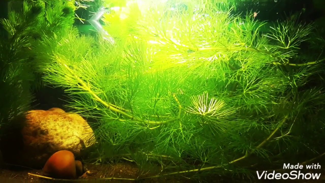 Snail tank | Planted Aquarium with Giant Apple Snail | Happy pet snail ...