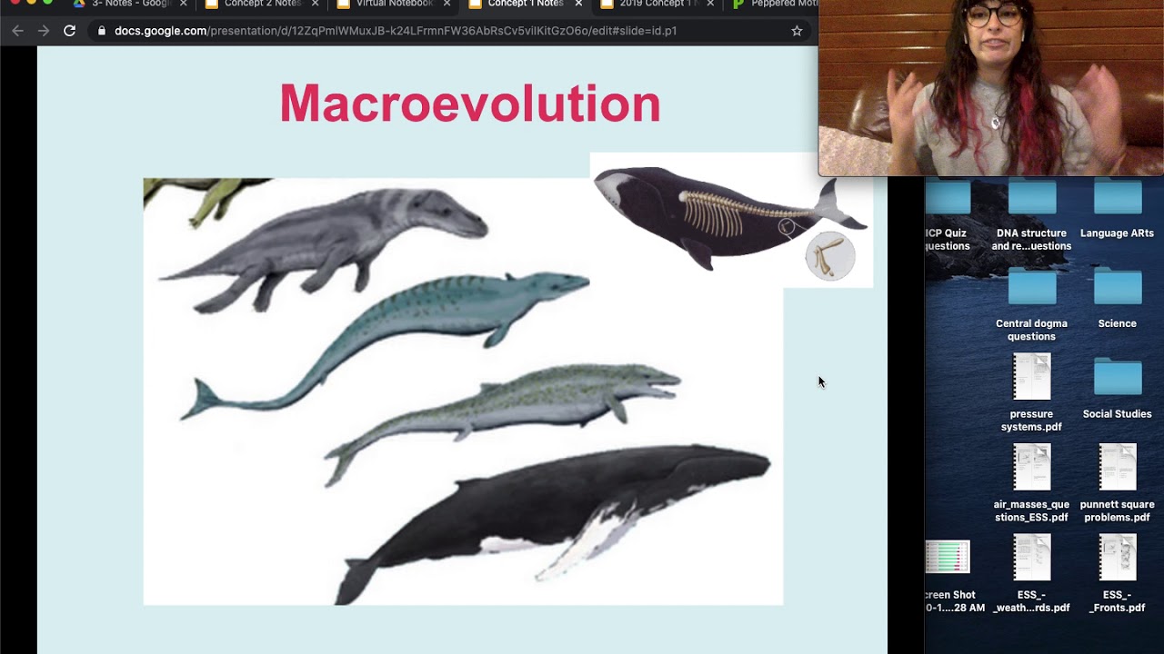 Bio - micro and macro evolution - YouTube