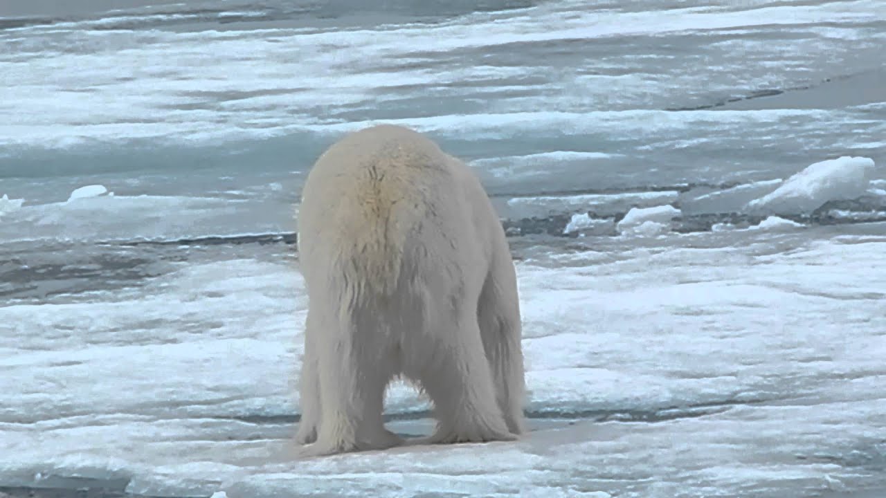 Polar Bear on Ice Floats - YouTube