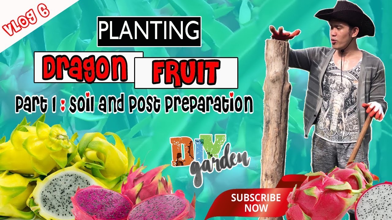 How to prepare Soil and Posts for Dragon Fruit Planting / Dragon Fruit ...