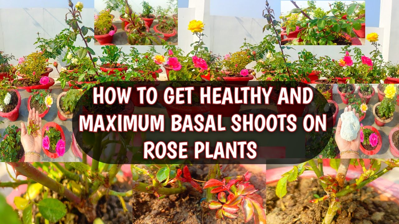HOW TO GET HEALTHY AND MAXIMUM BASAL SHOOTS ON ROSE PLANTS | BASAL ...