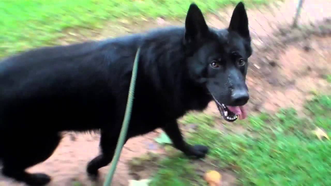 German Shepherd Dog Obedience Training (and stuff) - YouTube