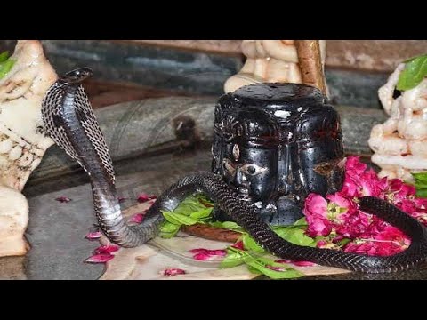 Snake viral video at Pura mahadev temple #puramahadev #snake #jai ...