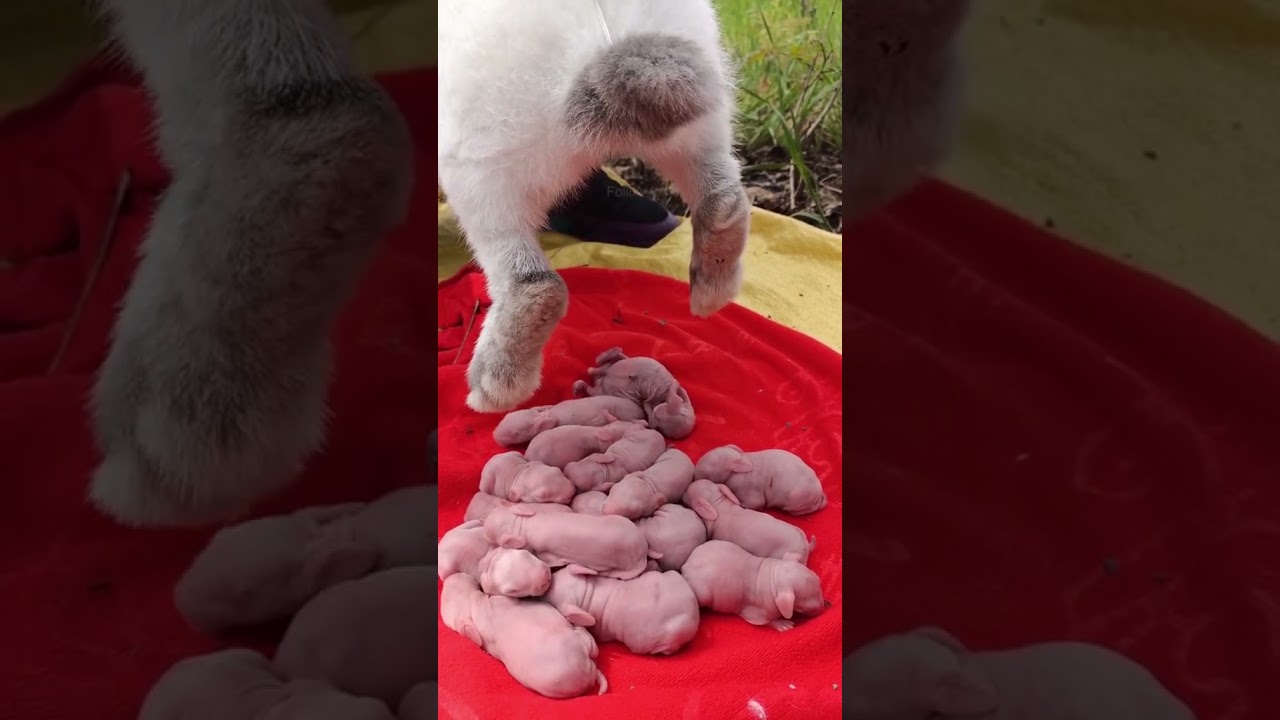 How Do Rabbits Give Birth To Babies at Carmina Cox blog