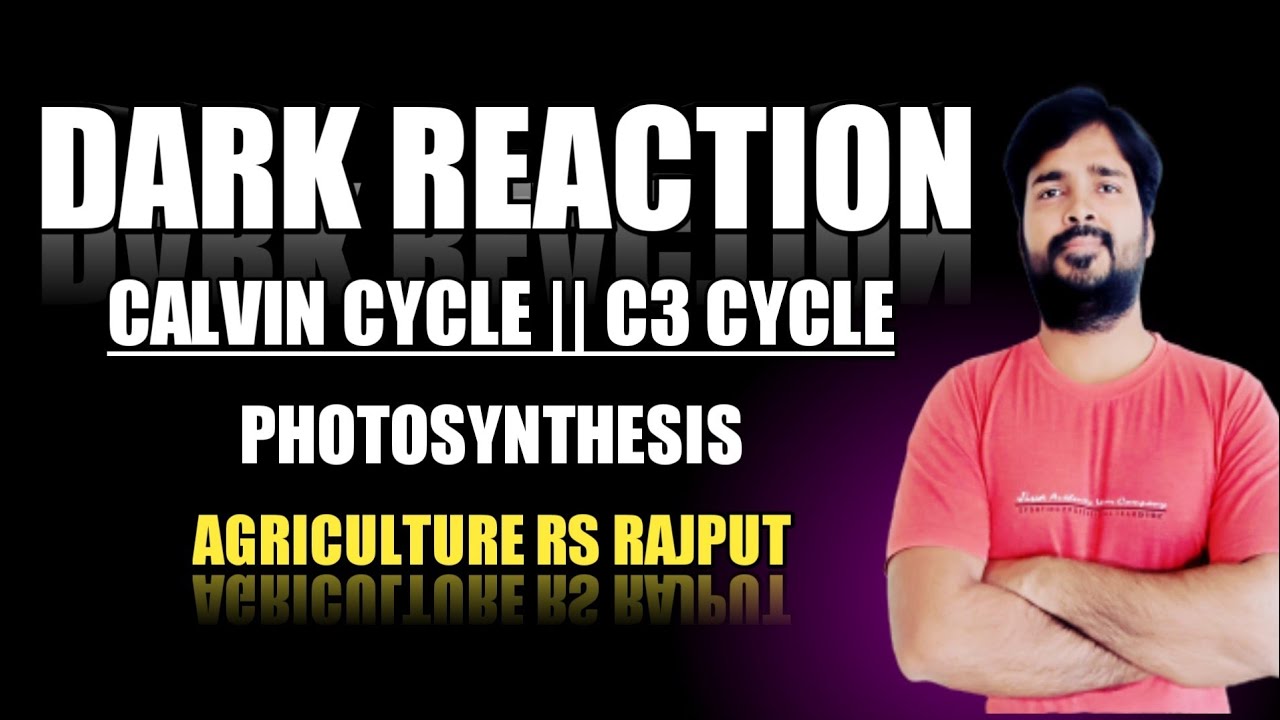Dark Reaction | Calvin Cycle | C3 Cycle | Photosynthesis | Plant ...