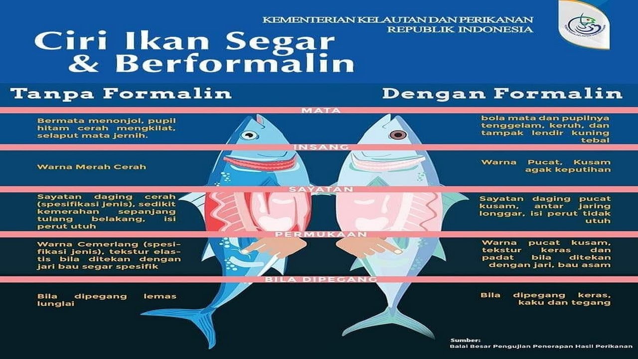 Ciri ikan segar dan ikan berformalin - YouTube