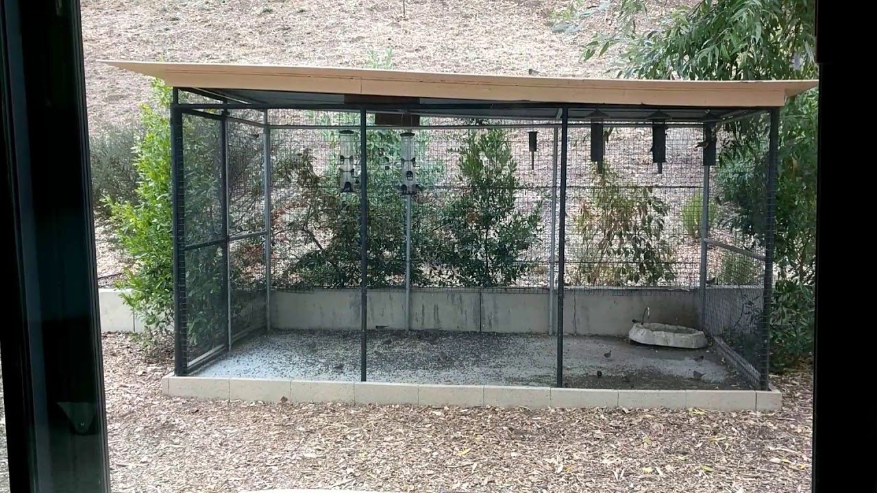 Wild bird open aviary - YouTube