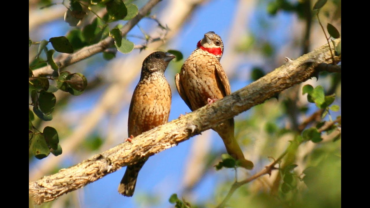 Cut throat Finch (Amadina fasciata) - YouTube