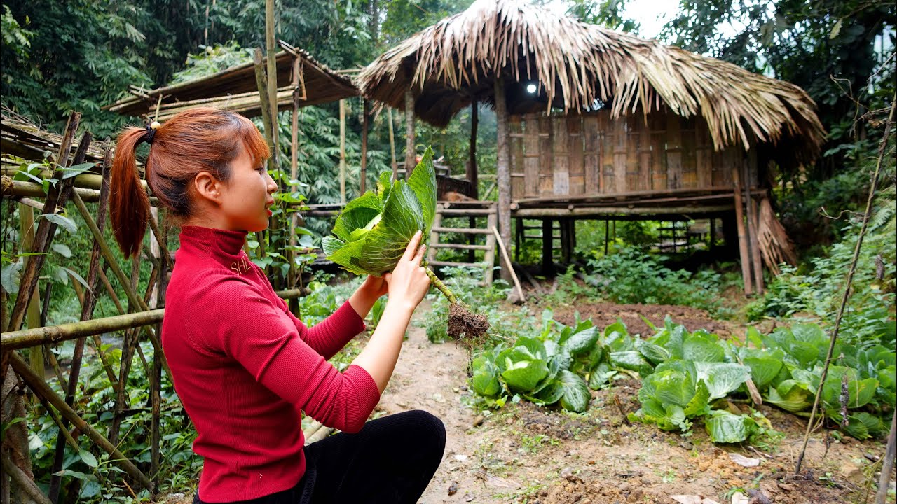Build a garden and grow food crops in the forest | Living off the grid ...
