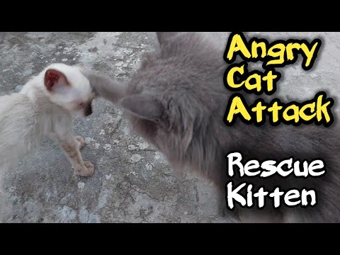 Grey Cat Becomes Angry When See Rescue Kitten Start Slapping And ...