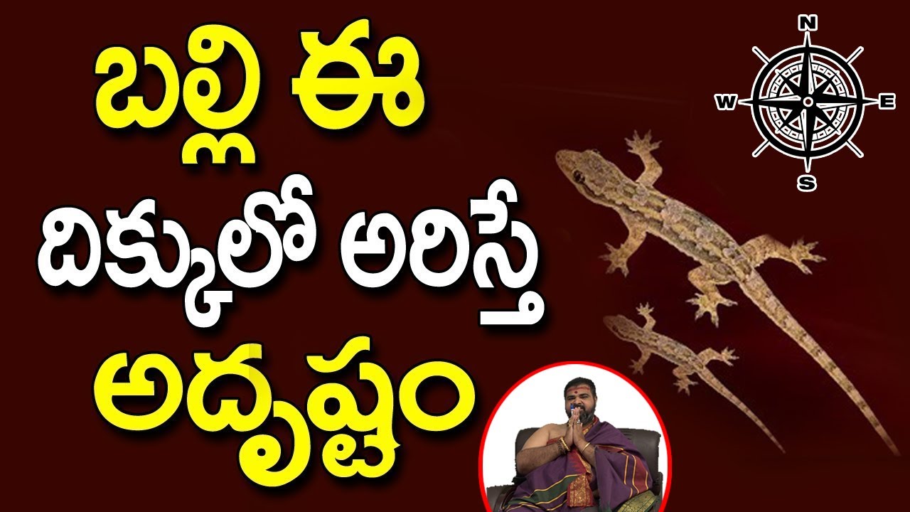 బల్లి ఈ దిక్కులో అరిస్తే అదృష్టం | Balli Jyotishyam | Balli Sastram ...