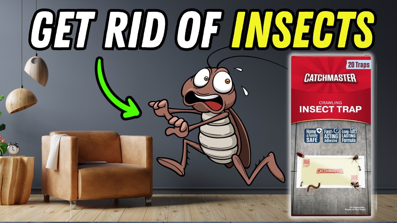 CATCHMASTER Insect Trap | Best Way to Trap Insects in the House - YouTube