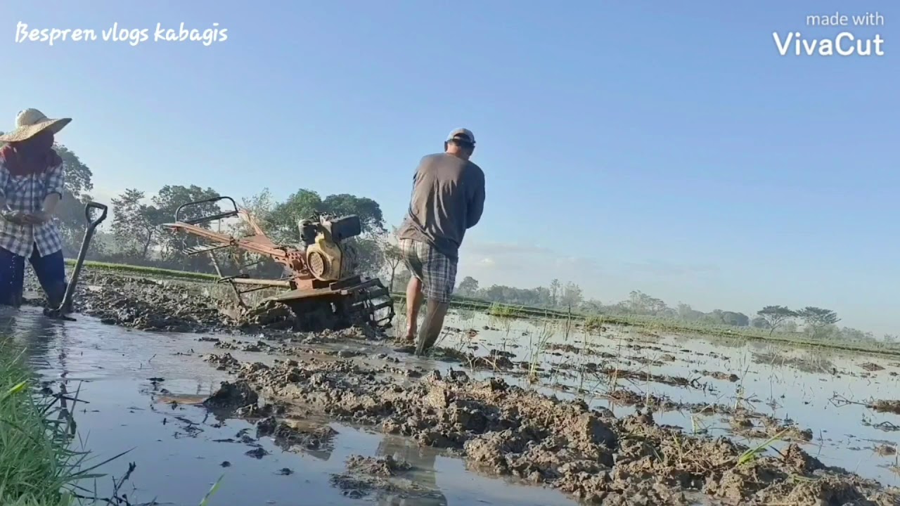 pag gagayak ng linang para sa sabog tanim na palay,laging nababaon sa ...