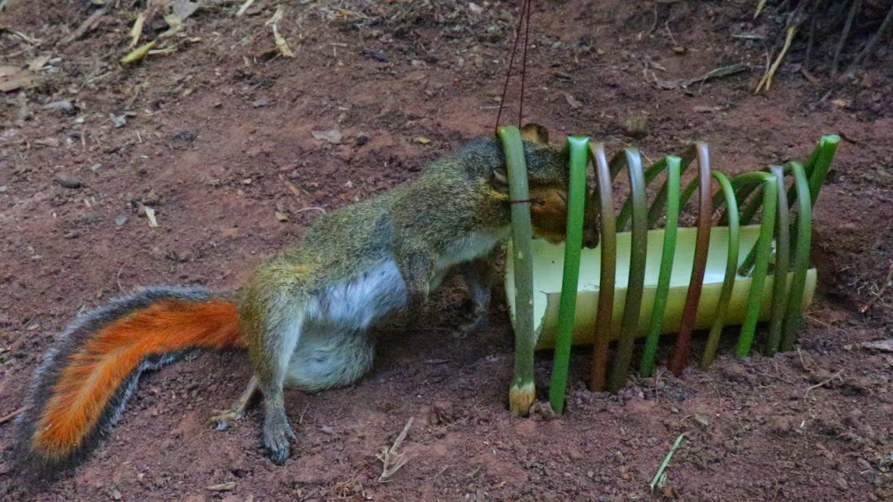 make a trap to catch the squirrel in the jungle work very well - YouTube