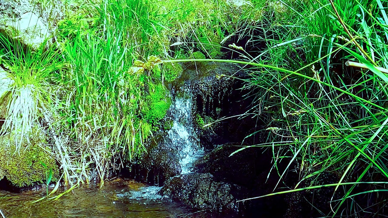 Gentle Brook Sounds Relaxing Stream Sounds to Reduce Stress and Anxiety ...