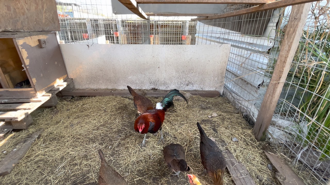 Hatch miniature gamefowl brood pen - YouTube