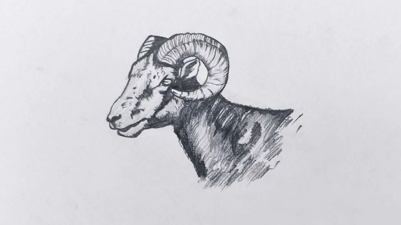 How To Draw Markhor With Pencil | Markhor Face Drawing With Easy Step ...