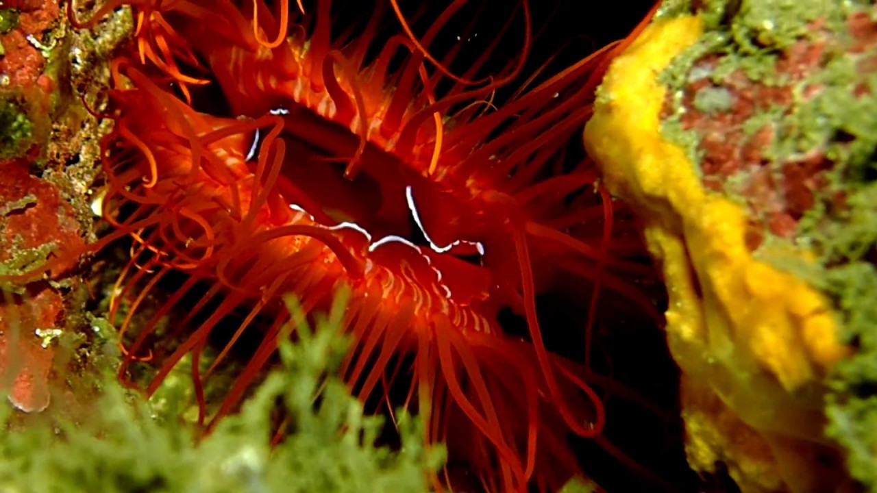 Electric Clam - YouTube