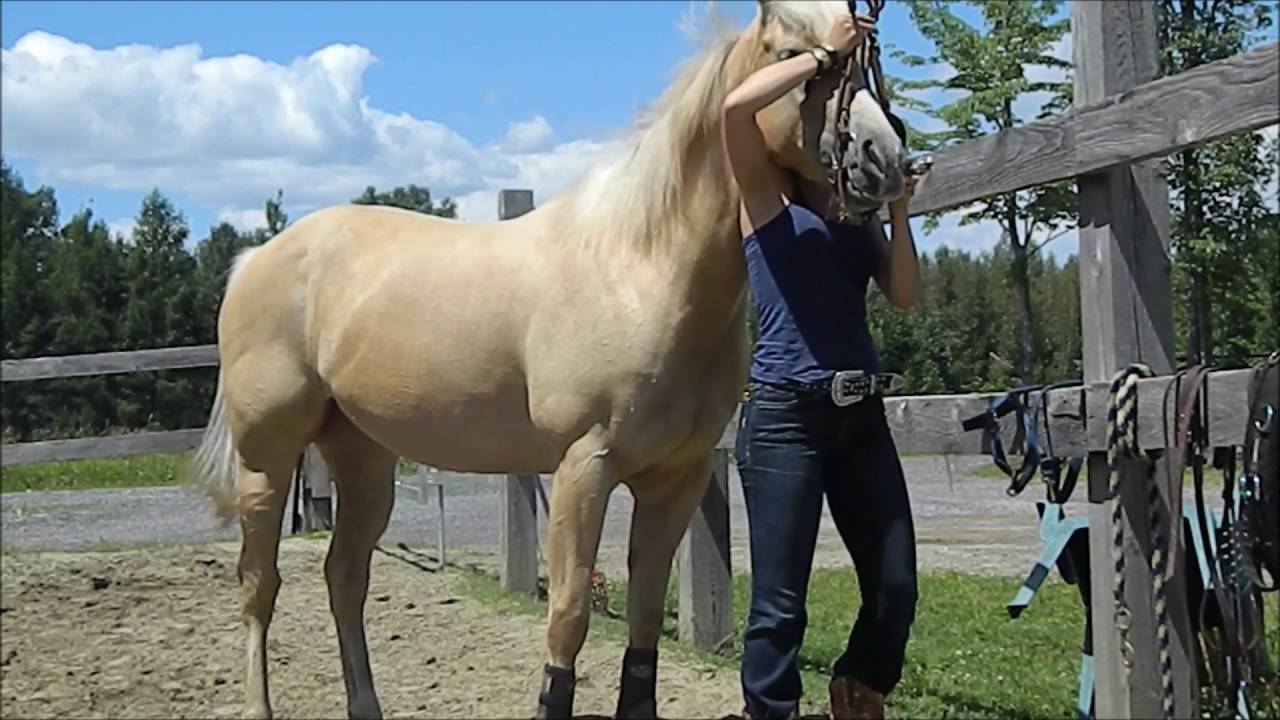 Flicka's training - YouTube