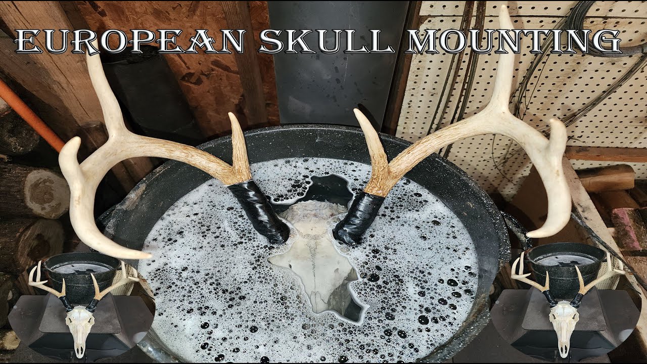 How-To European Mount a Whitetail Deer - Step by Step - Slow Boil ...