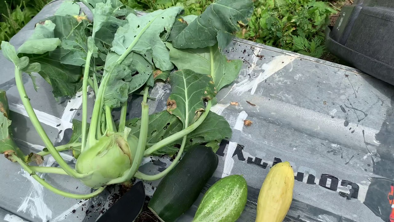 Self Reliance and Food Independence - YouTube