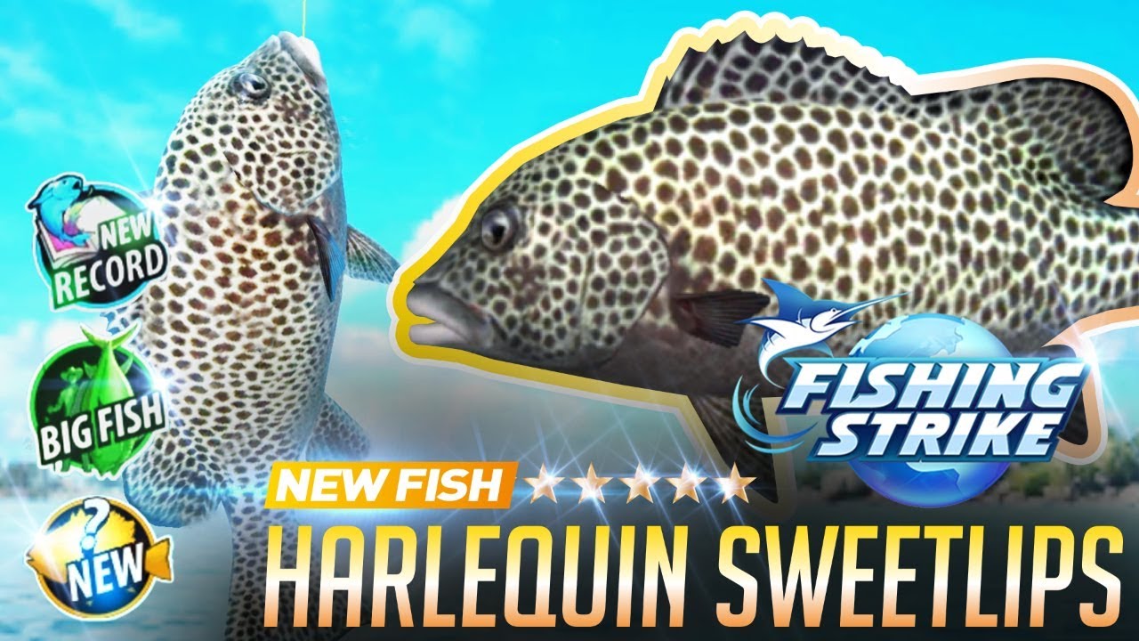 《釣魚大亨 Fishing Strike》BIG fish | New Record | Harlequin Sweetlips S Rank ...