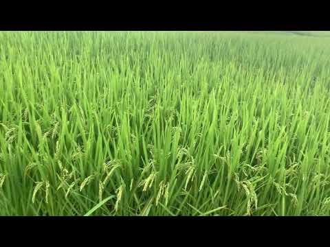 Rice production in japan - YouTube