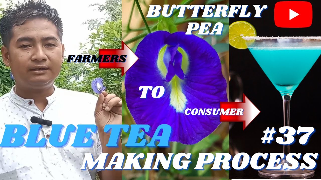BLUE TEA MAKING PROCESS/HOW BLUE TEA IS MADE/BUTTERFLY PEA/APRAJITA ...
