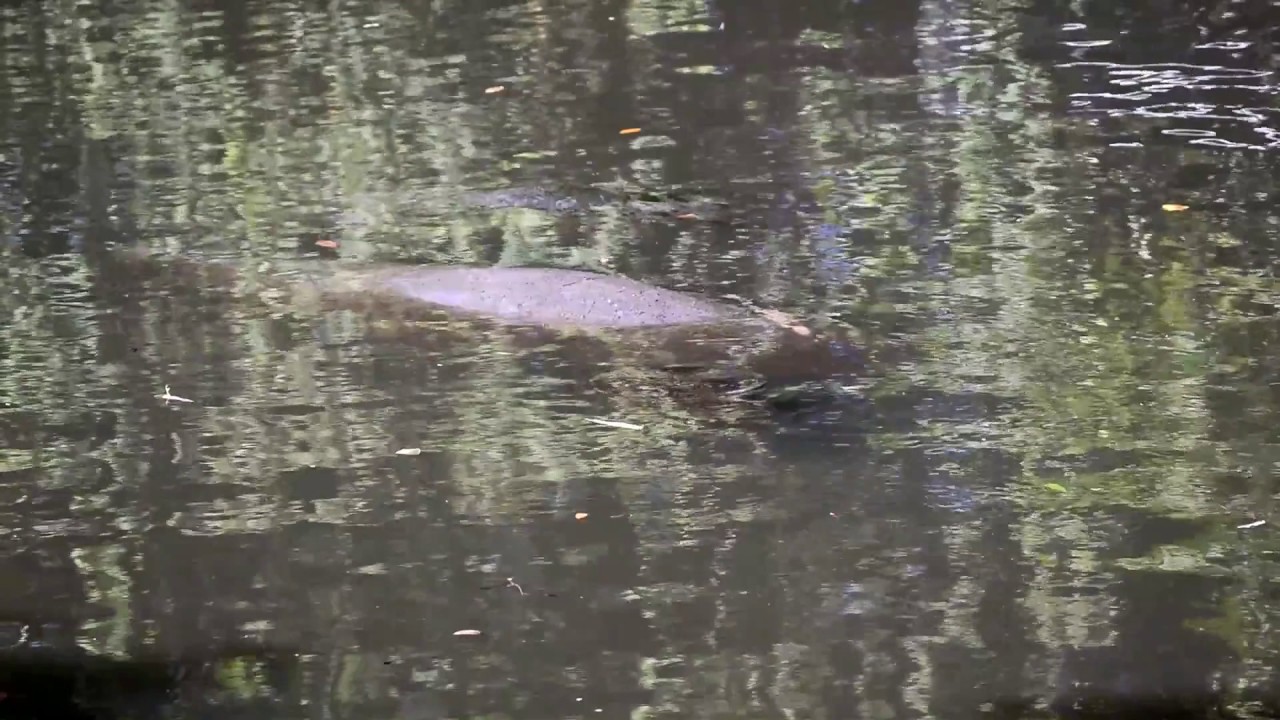 Manatee Huddled to Keep Warm in Stuart, Florida [HD] - YouTube