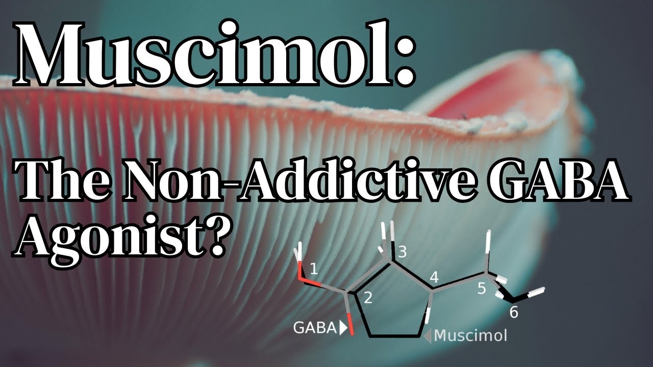 What Is Muscimol? Amanita Muscaria’s Calming, Non-Addictive GABA ...