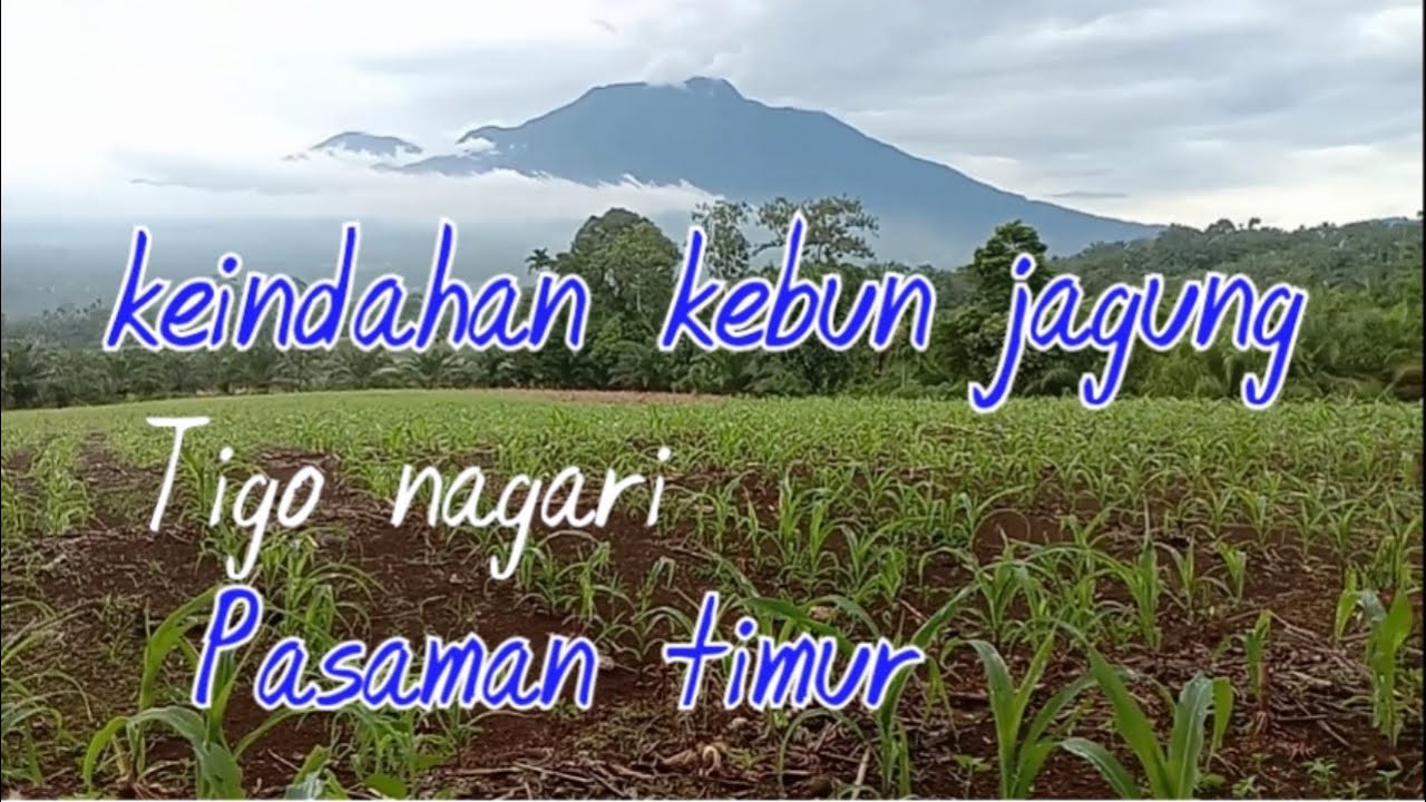 keindahan kebun jagung , tigo nagari , Pasaman timur , Sumatra barat ...