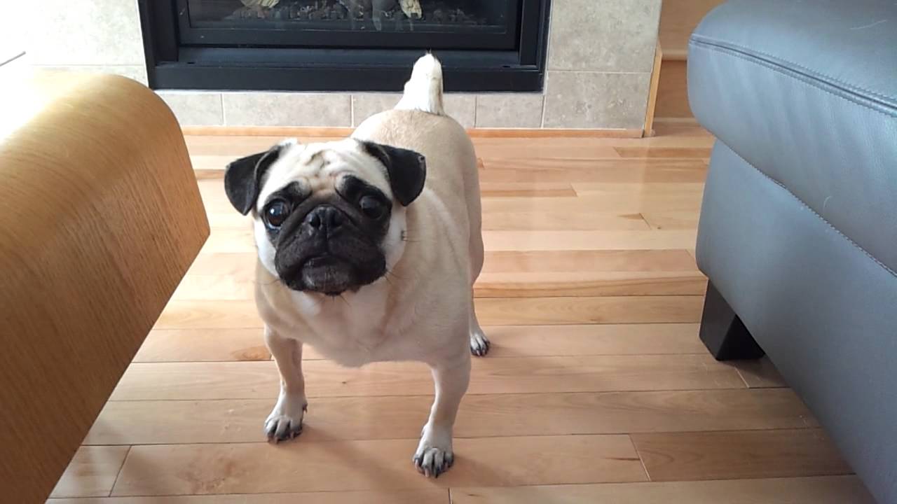 Pug eating pop corn!! - YouTube