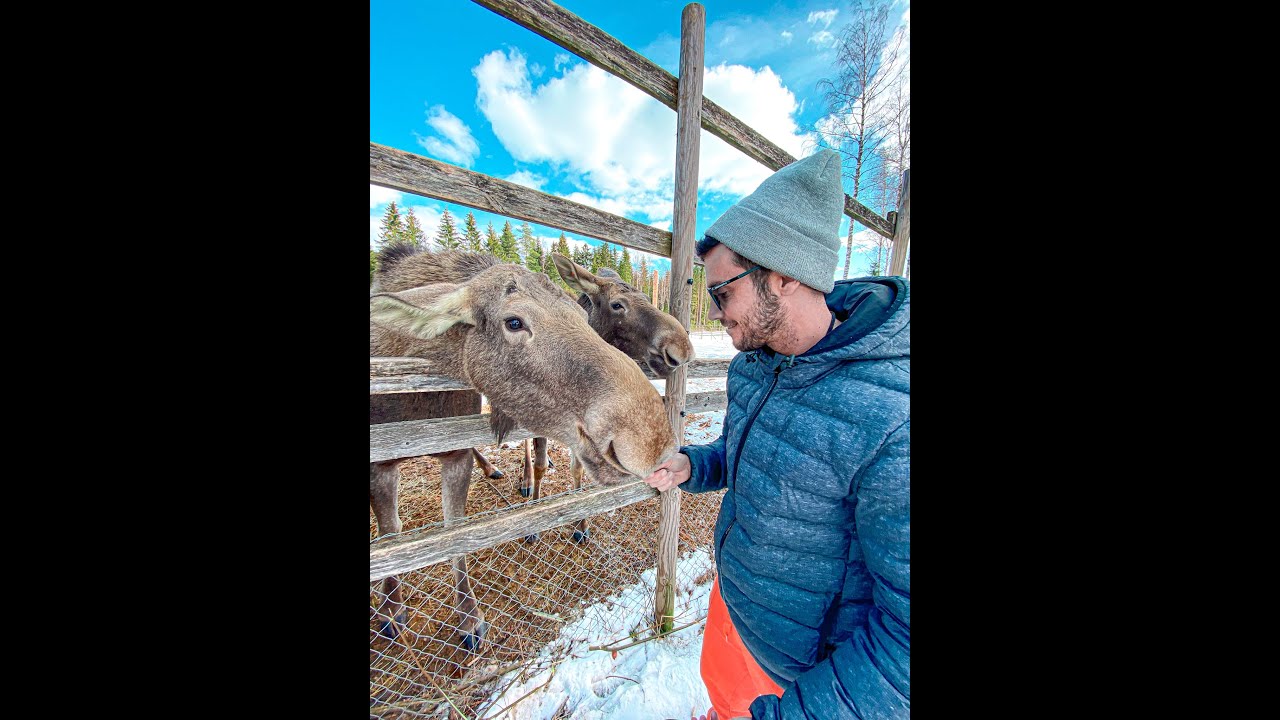 Tocando un ALCE GIGANTE en Finlandia por primera vez 🇫🇮🦌 - YouTube