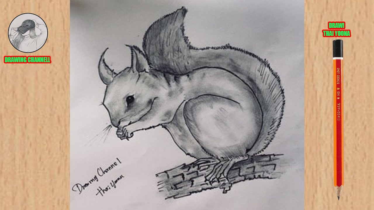 Drawing a Squirrel, how to draw for beginners, drawing easy DRAWING ...