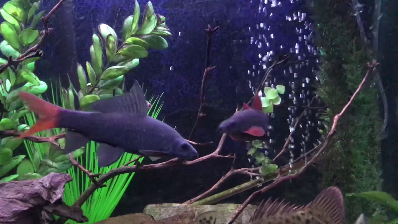 Redtail Shark vs Rainbow Shark Fight Club - YouTube