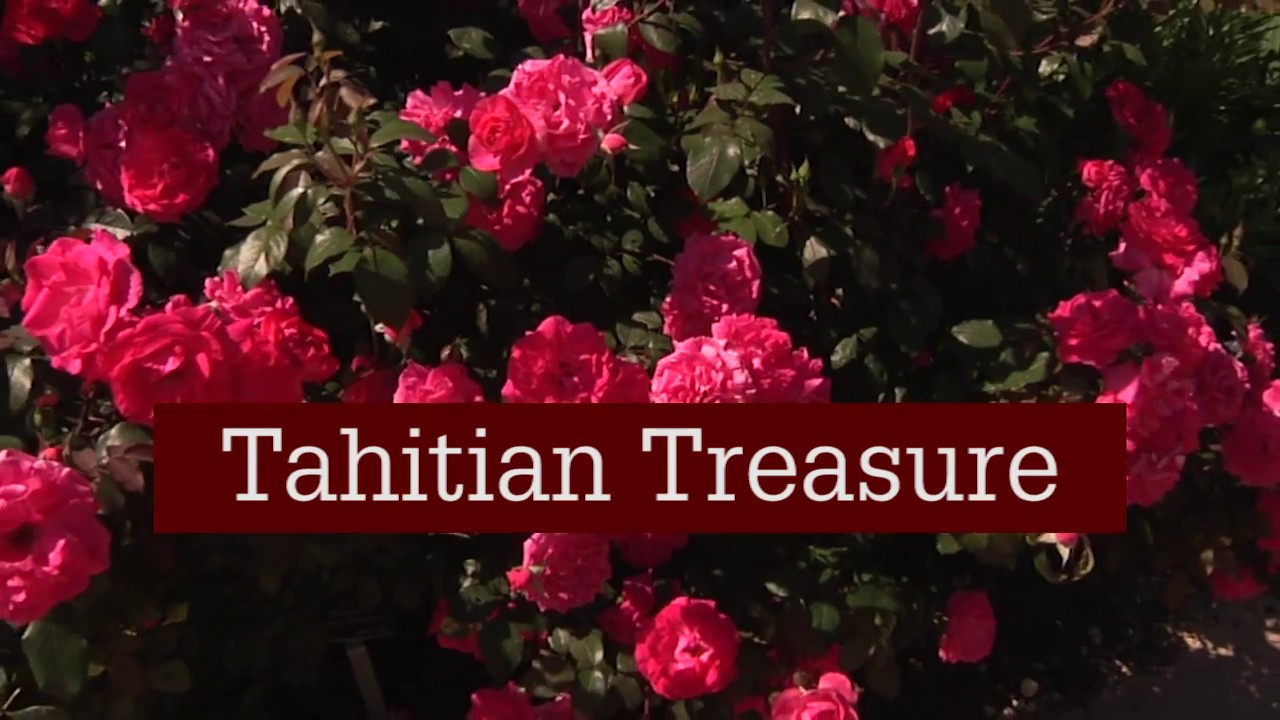 Homegrown | Growing a 'Treasure' of a Rose - YouTube