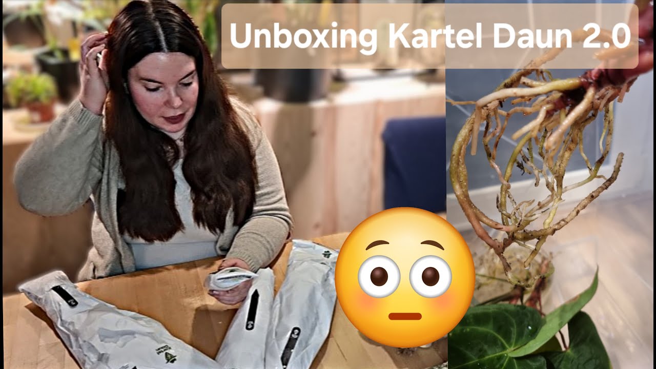 Unboxing Plant-Haul - Kartel Daun Import November 2024 Livesale + Update Import Oktober - YouTube