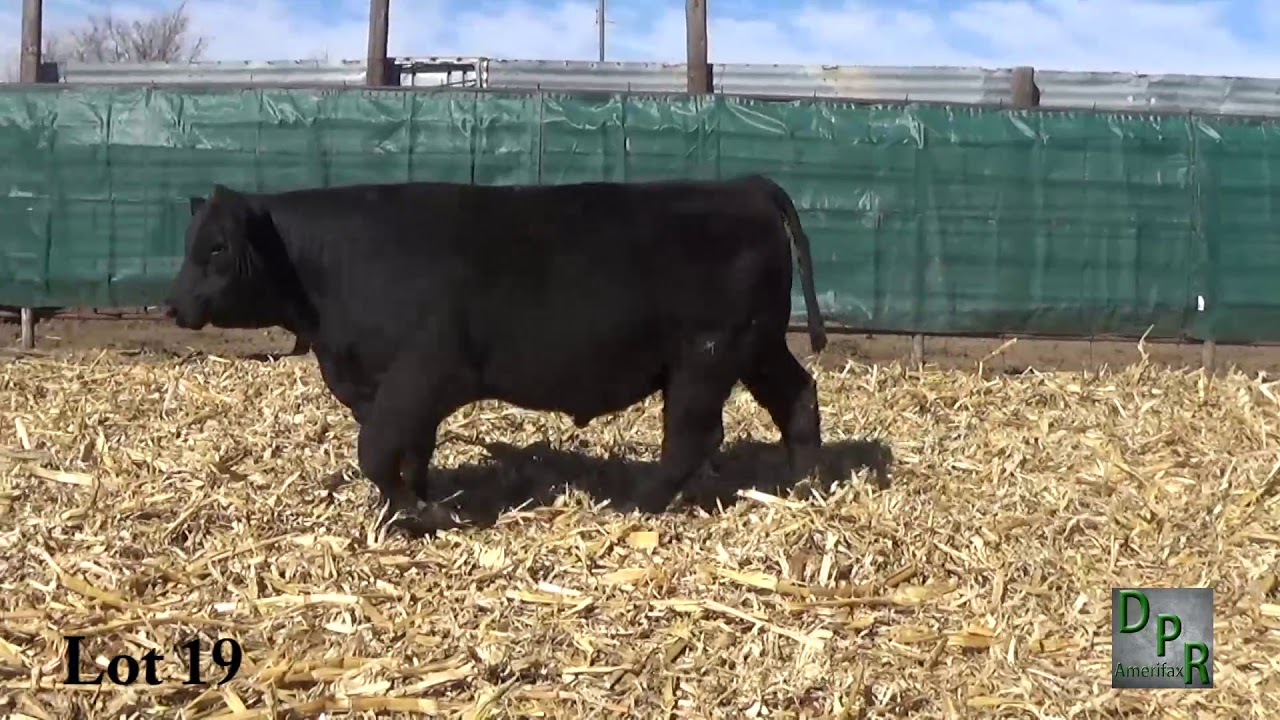 Dusty Prairie Ranch 2020 Production Sale - Lot 19 - 556 - YouTube