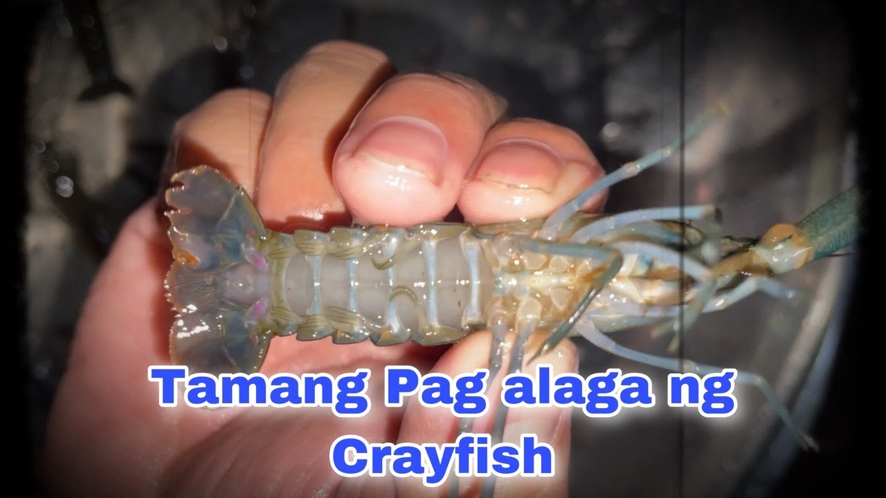 Tamang Pagalaga ng Crayfish - Paano mag alaga ng crayfish - YouTube