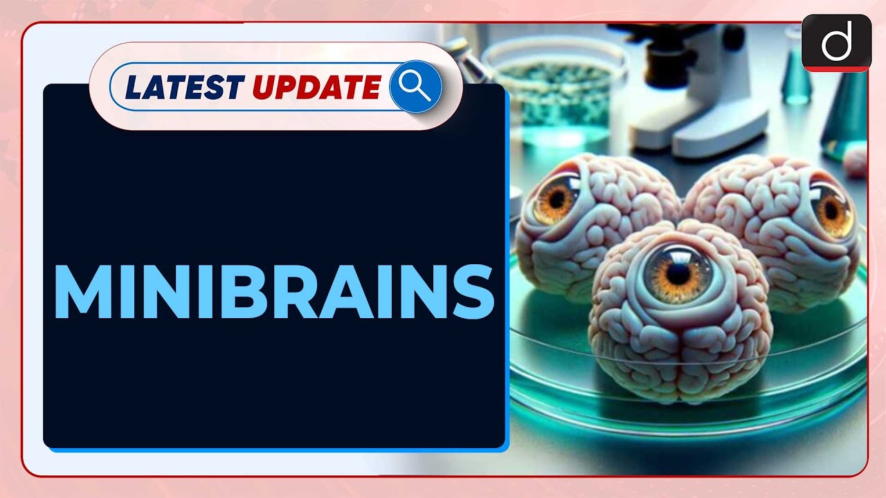 Minibrains | 3D Brain Models | Latest Update | Drishti IAS English ...