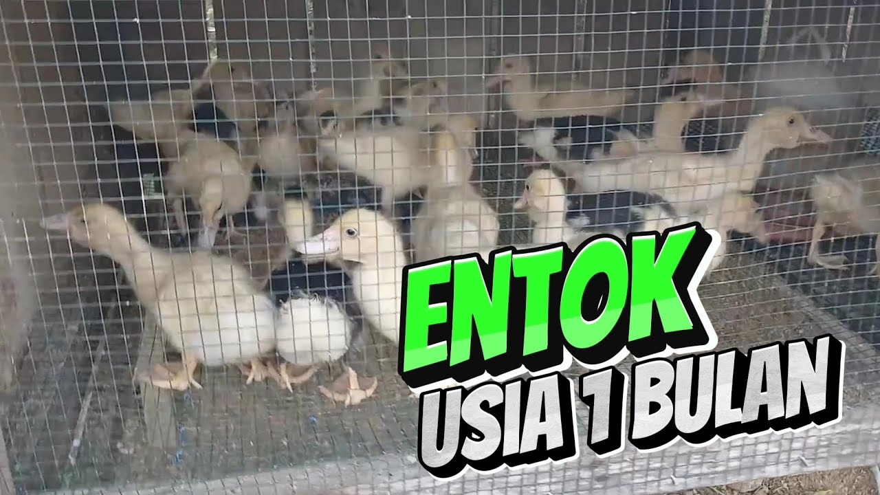 Pertumbuhan Anakan Entok Usia Satu Bulan - YouTube