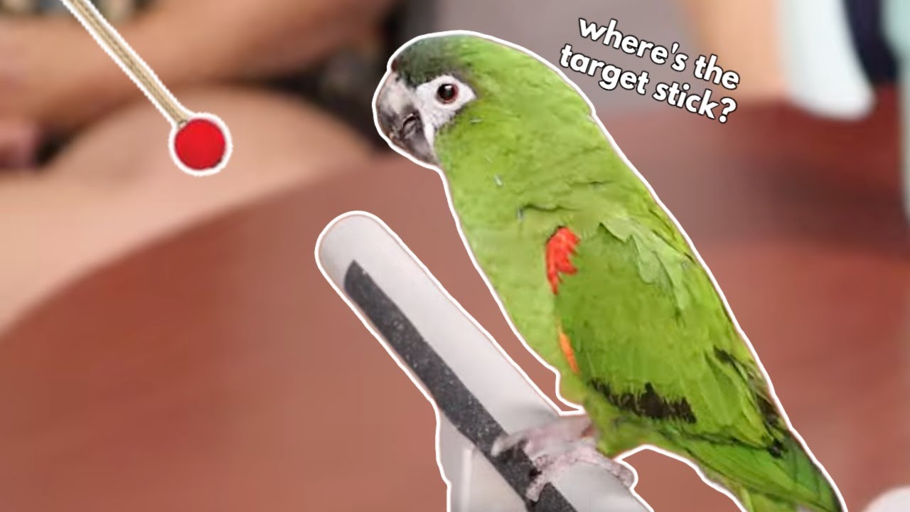 We Had No Idea This Bird Was Partially BLIND Before THIS Happened ...