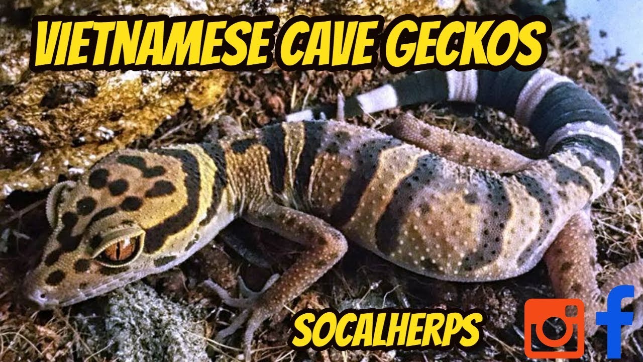 Vietnamese Cave Geckos Video Update - YouTube